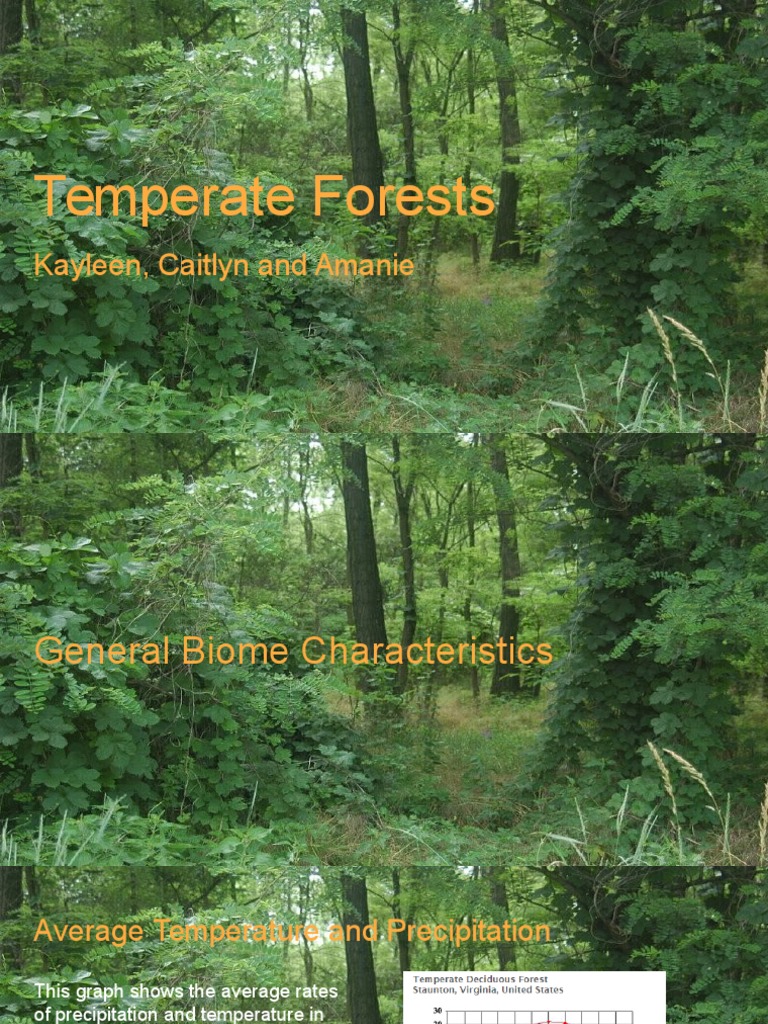 Temperate Forest | PDF | Gray Wolf | Forests