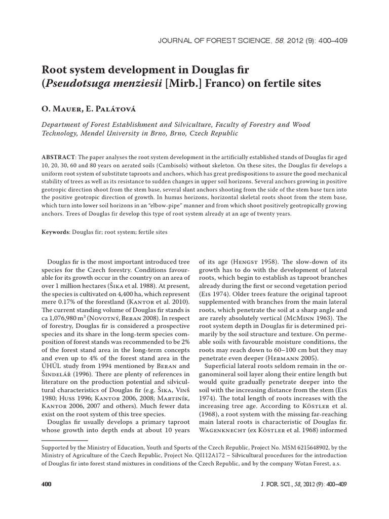 Root System Douglas | Root | Douglas Fir