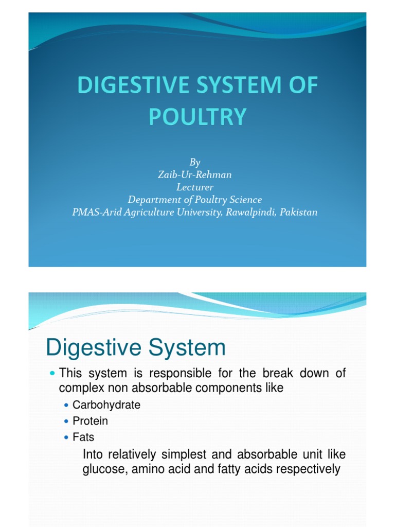 Digestive System of Poultry Avian Physiology | PDF | Human Digestive ...