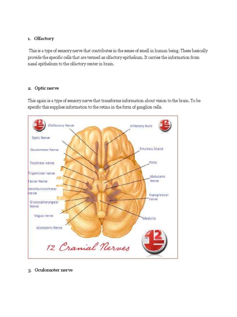 An Overview of the Twelve Cranial Nerves and Their Sensory and Motor ...