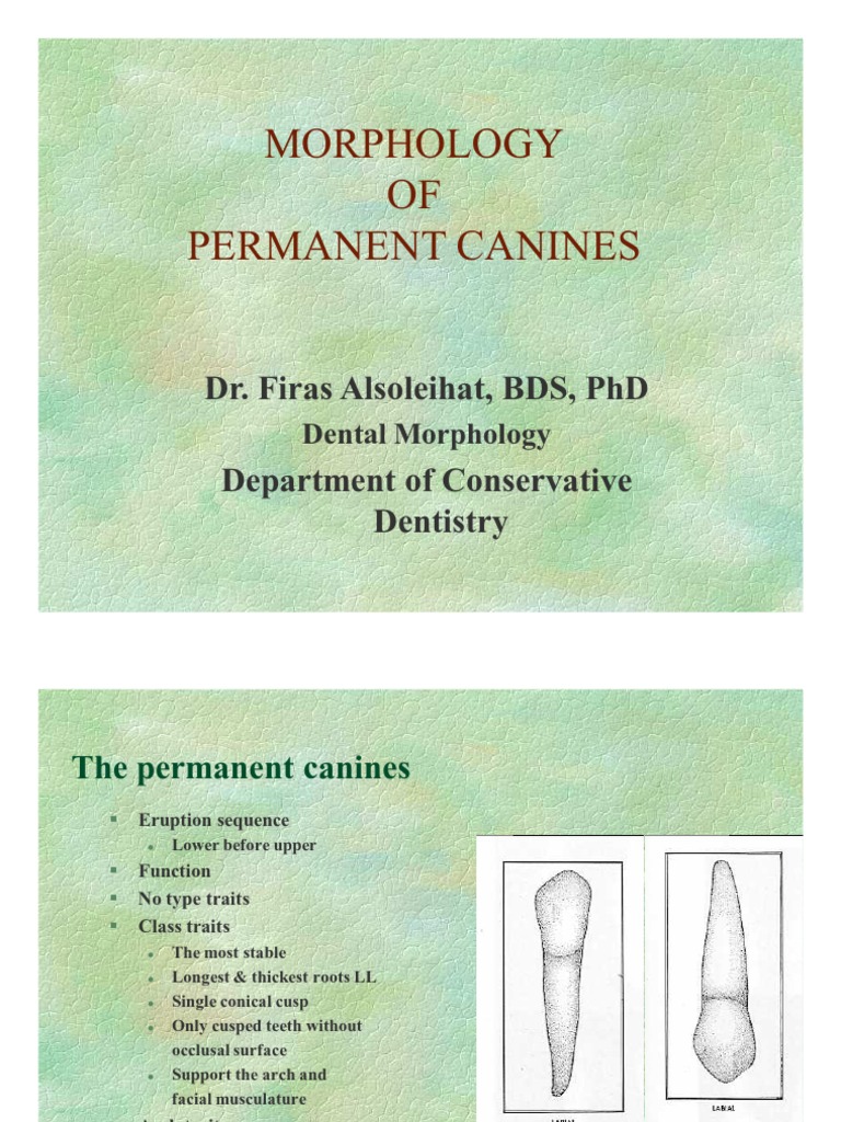 Canine Morphology Comparison | PDF | Dental Anatomy | Mouth