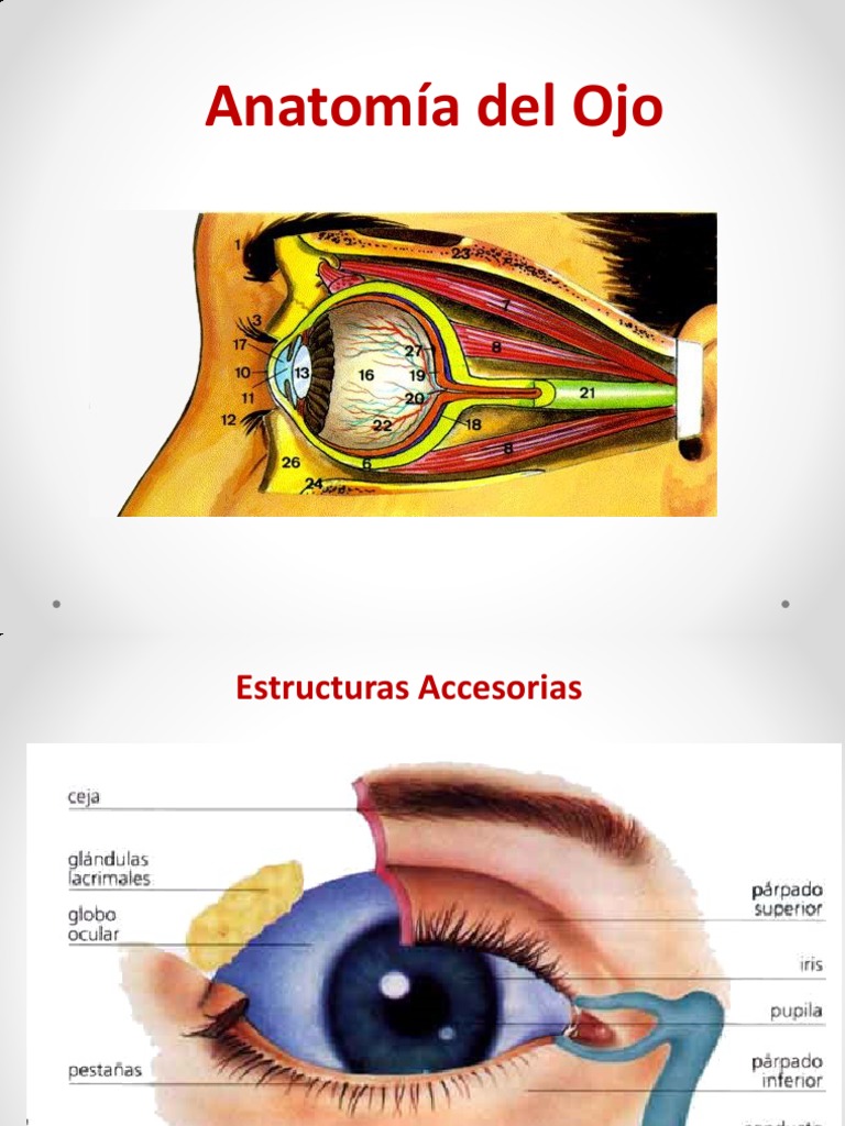 Anatomía Del Ojo | Ojo humano | Percepción visual