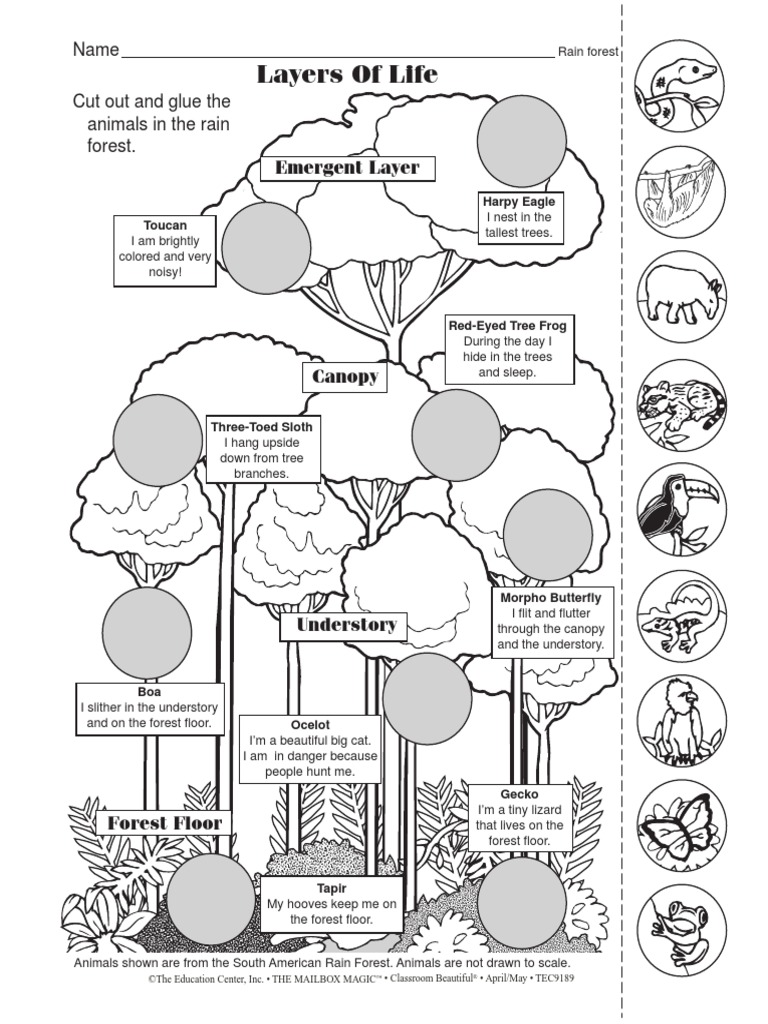 Science Worksheet - Rain Forest Animals | PDF | Home & Garden