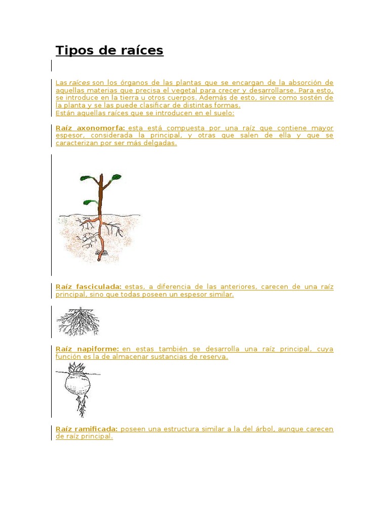 Tipos de Raíces | PDF | Biogeografia | Ecología de sistemas