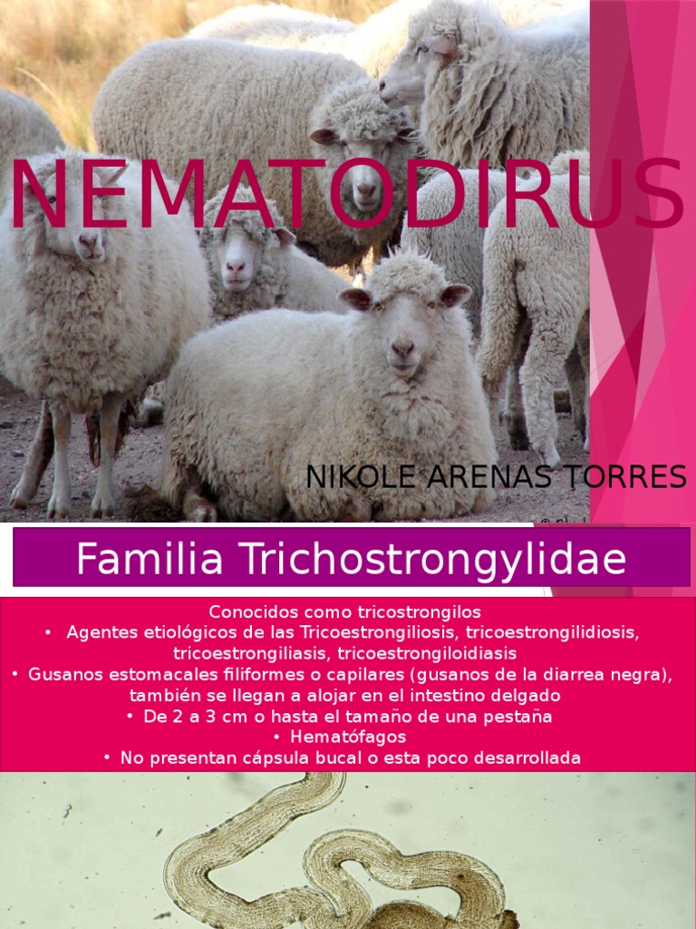Nematodirus: Biología y Control | PDF | Oveja | Nematodo