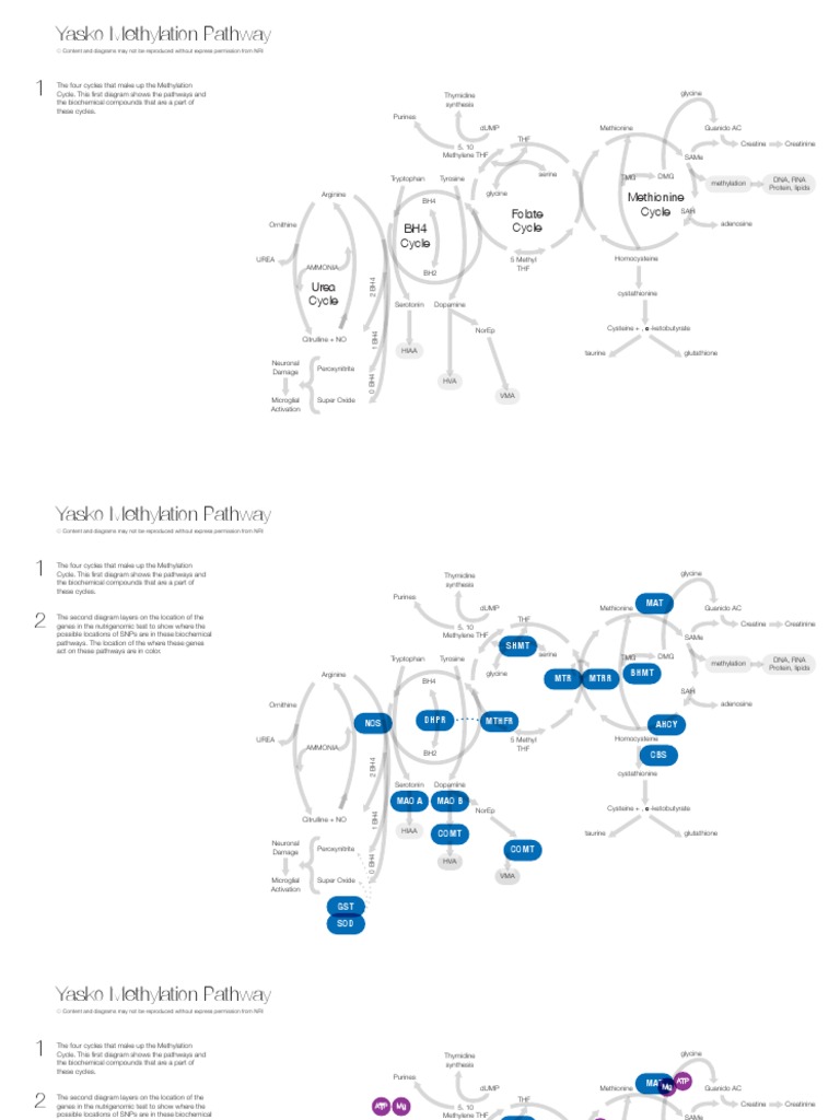 Yasko Methylation Pathway: Methionine Cycle Folate Cycle | PDF ...