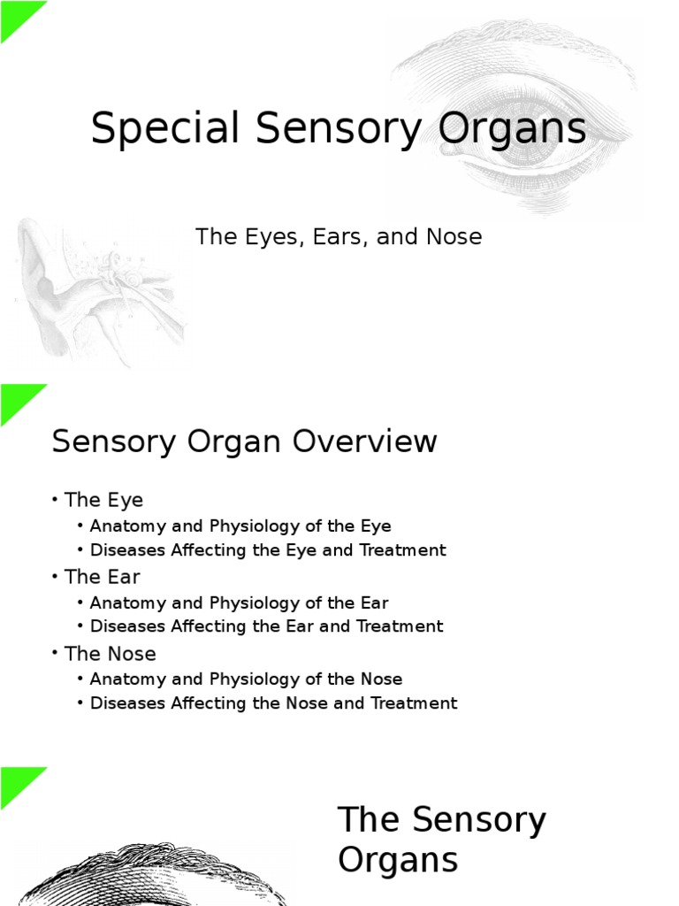 Main Sensory Organs | PDF | Hearing | Ear