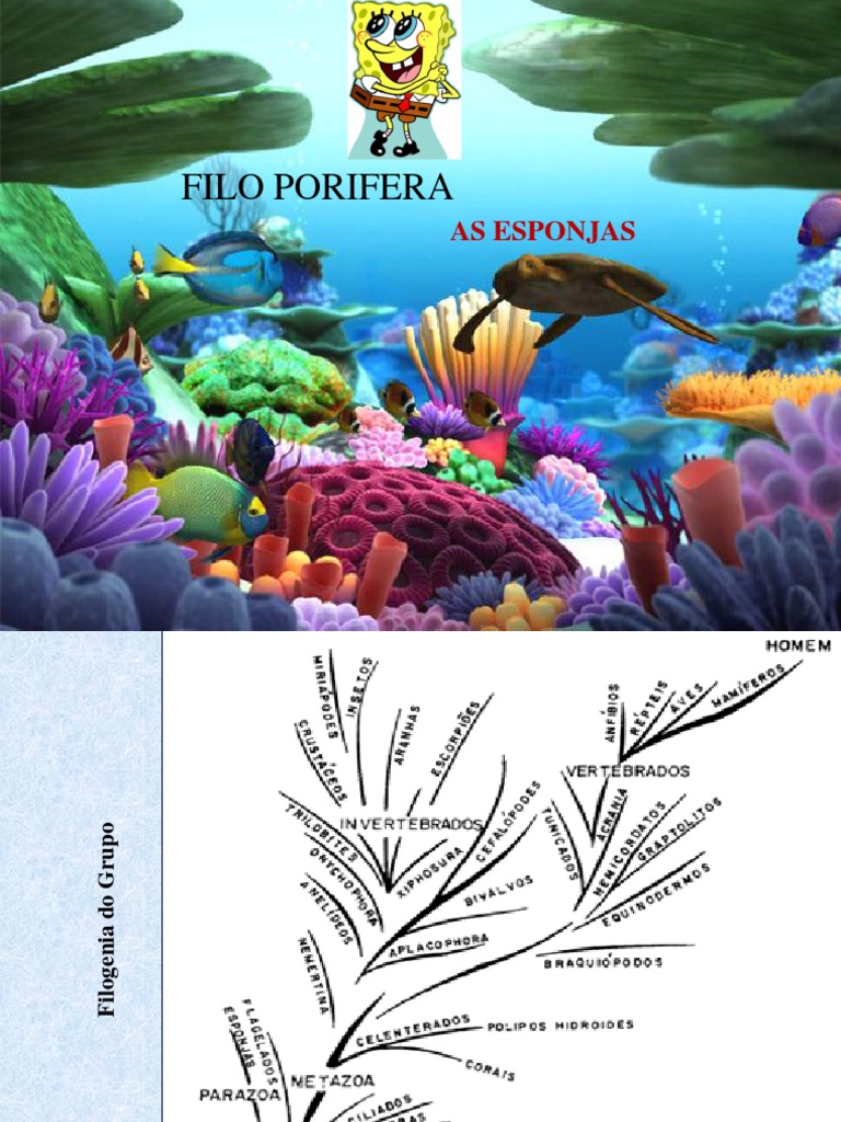 Filo Porifera | Esponja | Célula (Biologia)