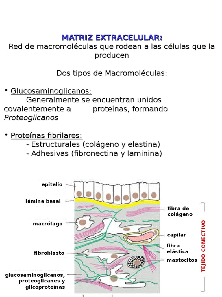 Matriz Extracelular