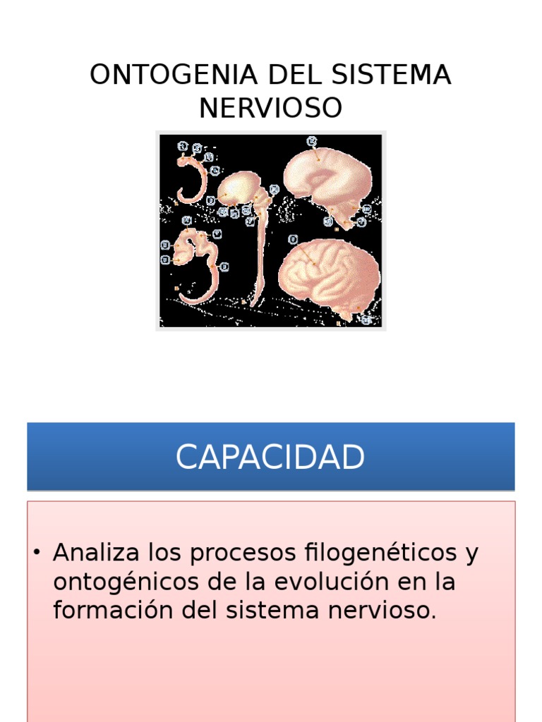 Ontogenia Del Sistema Nervioso | PDF | Sistema nervioso | Sistema ...
