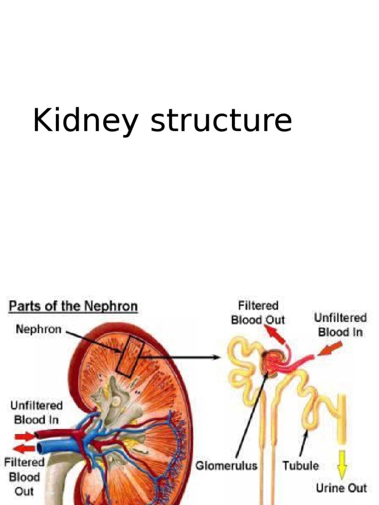Nephron Structure | Kidney | Organ (Anatomy) | Free 30-day Trial | Scribd