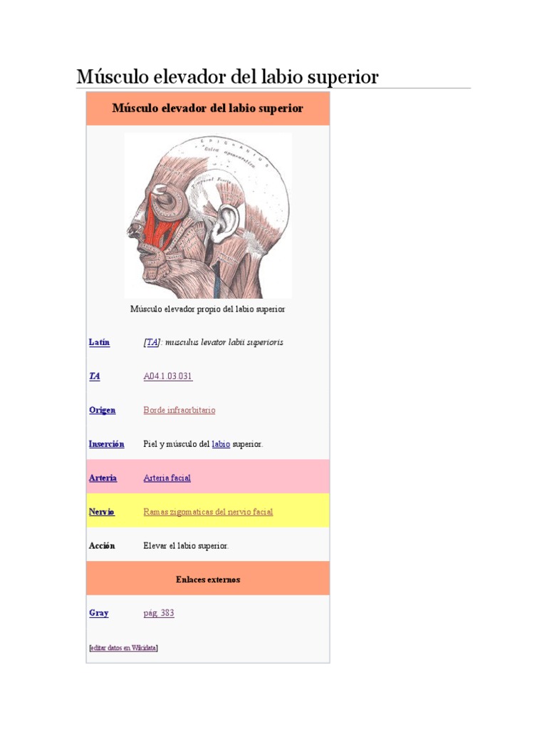 Músculo Elevador Del Labio Superior | Cabeza y cuello humanos ...