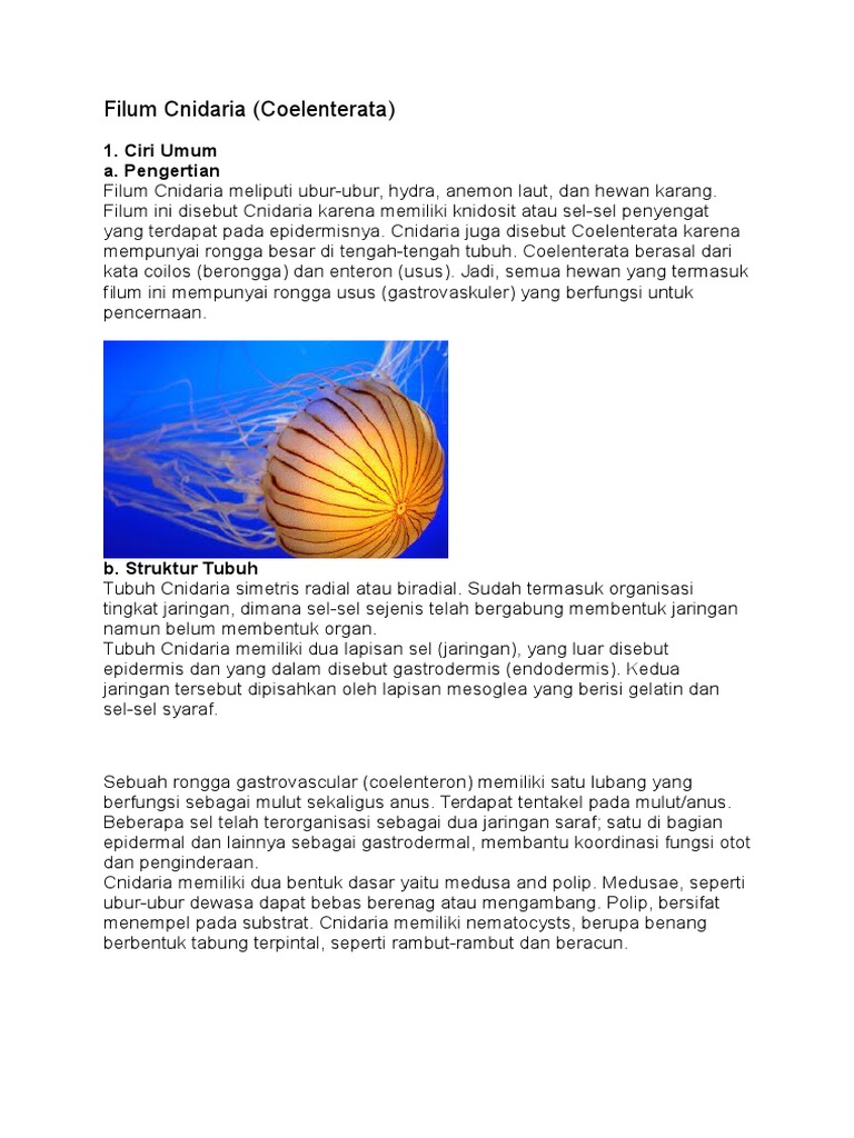 Ciri dan Klasifikasi Filum Cnidaria | PDF