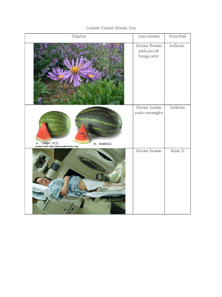 Contoh dan Jenis Mutasi Gen | PDF