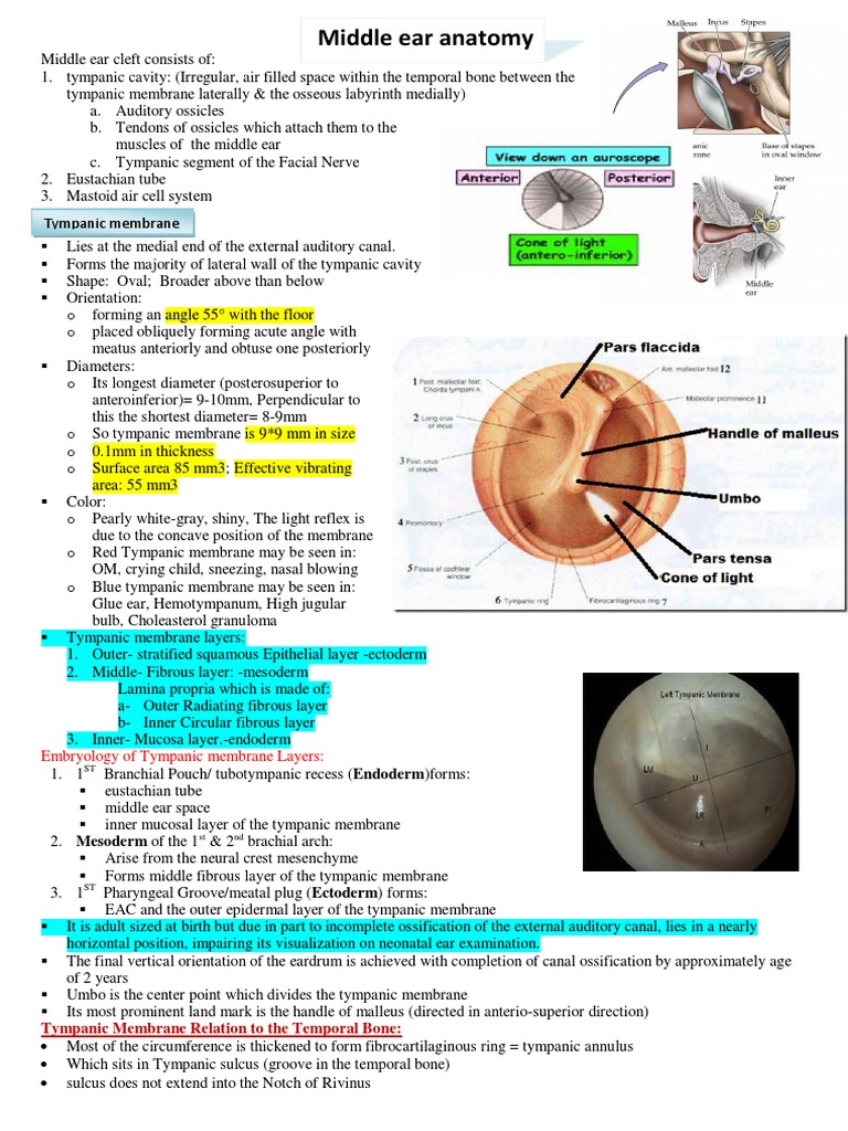 Middle Ear, Ossicles, Eustachian Tube (Done) | Ear | Common Carotid Artery
