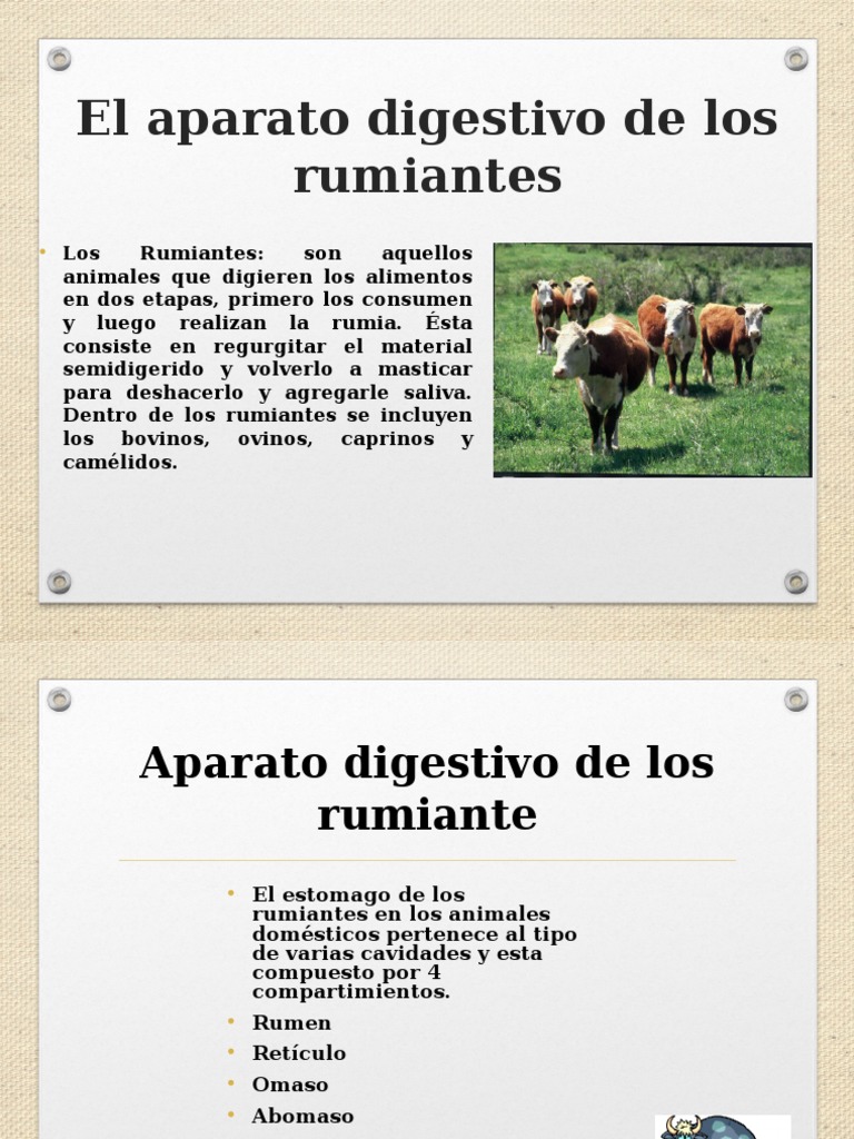 Anatomia Estomago de Los Rumiantes | PDF | Rumiante | Digestión