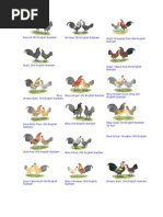 Brahma Chicken Color Genetics Guide | PDF | Junglefowls | Galliformes