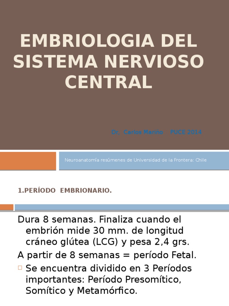 Embriologia SNC | PDF | Neurona | Neuroanatomía