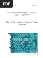 Atlas Anatomia Vegetal | Flores | Hoja