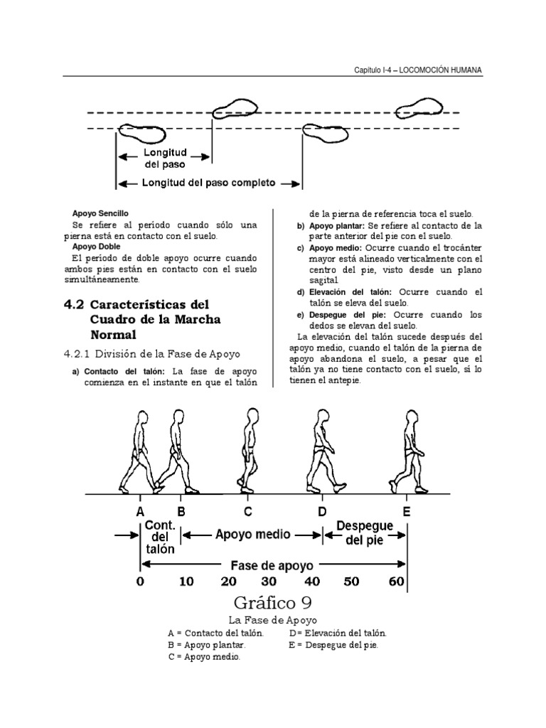 Locomocion Humana | PDF | Pie | Rodilla
