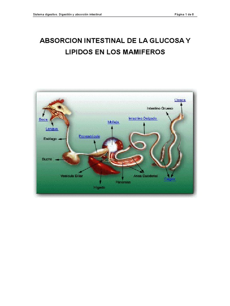 Digestión y Absorción Intestinal | PDF | Digestión | Sistema digestivo ...