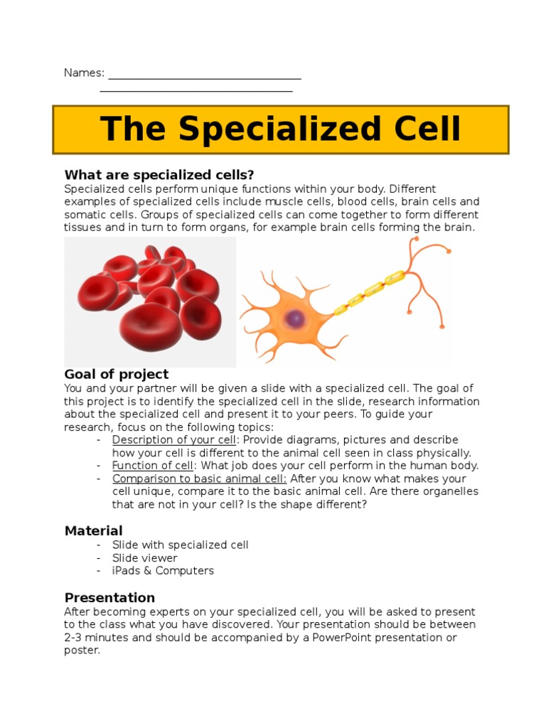 Specialized Cell Project | PDF | Cell (Biology) | Human Body