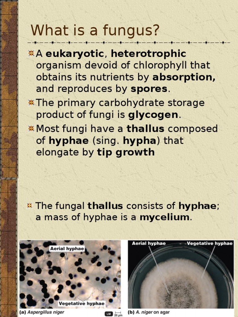 Classification of Fungi | PDF | Fungus | Microorganism