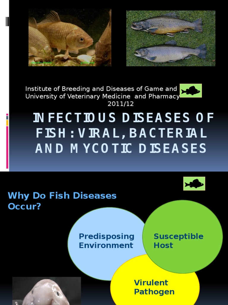 Fish Viral Diseases: Diagnosis & Control | PDF | Infection | Virus