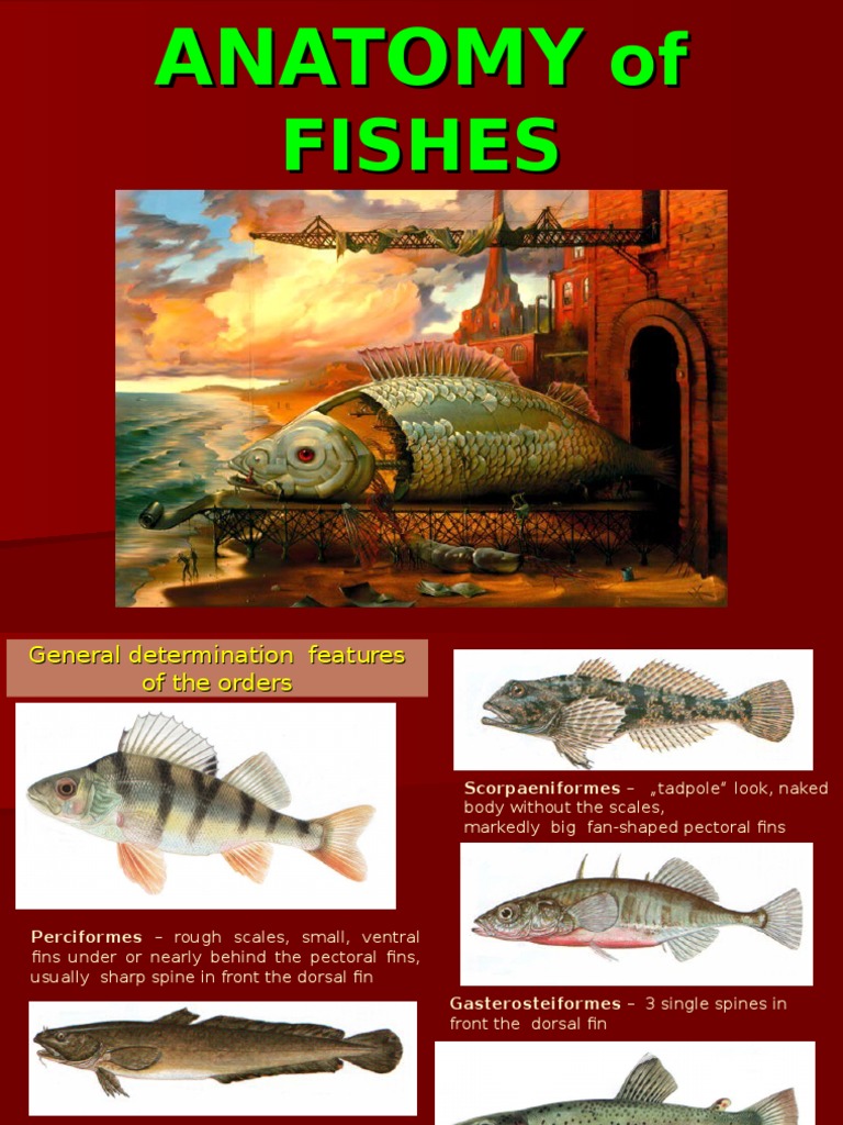 3-Anatomy of Fishes by LK | PDF | Gill | Fish