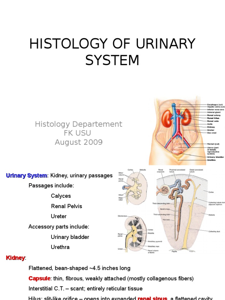 K2 - Histology of Urinary System.ppt | Kidney | Organ (Anatomy)