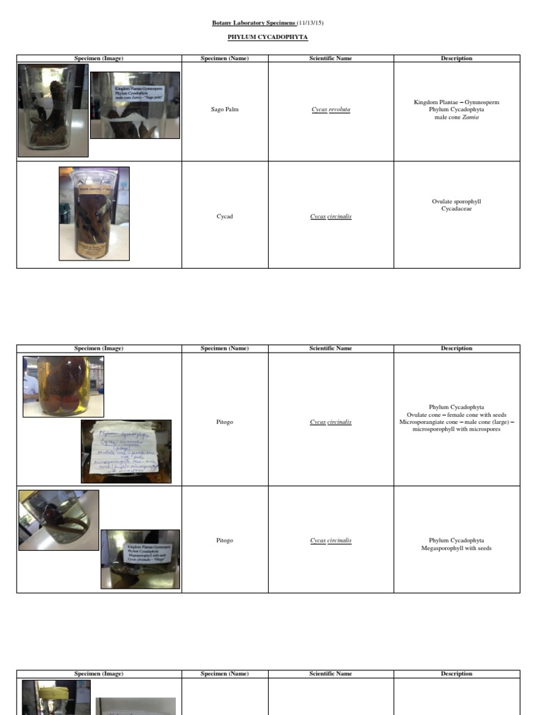 Botany Laboratory Specimens (Bryophytes) | PDF | Moss | Botany
