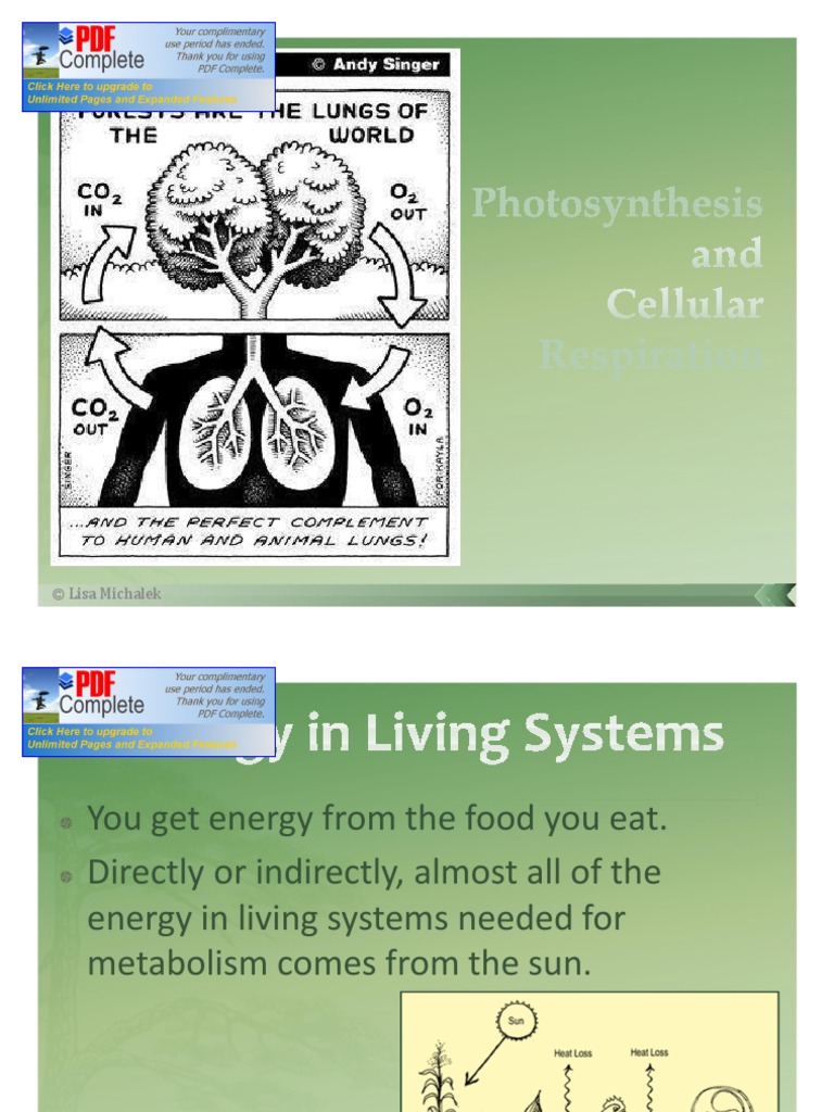 Photosynthesis & Cellular Respiration Powerpoint | PDF