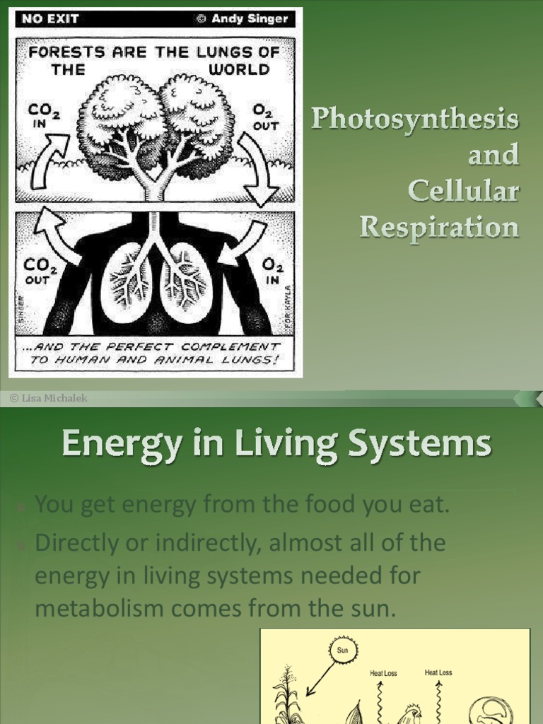 Photosynthesis and Cellular Respiration PowerPoint Presentation Edited ...