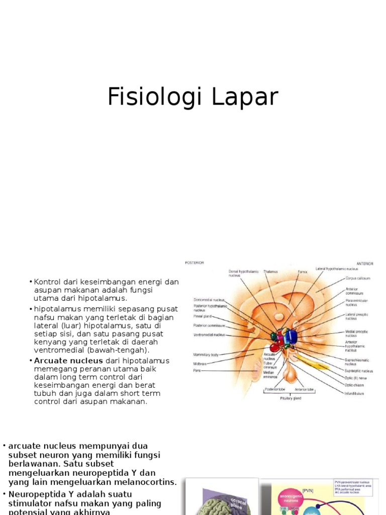 Fisiologi Lapar | PDF