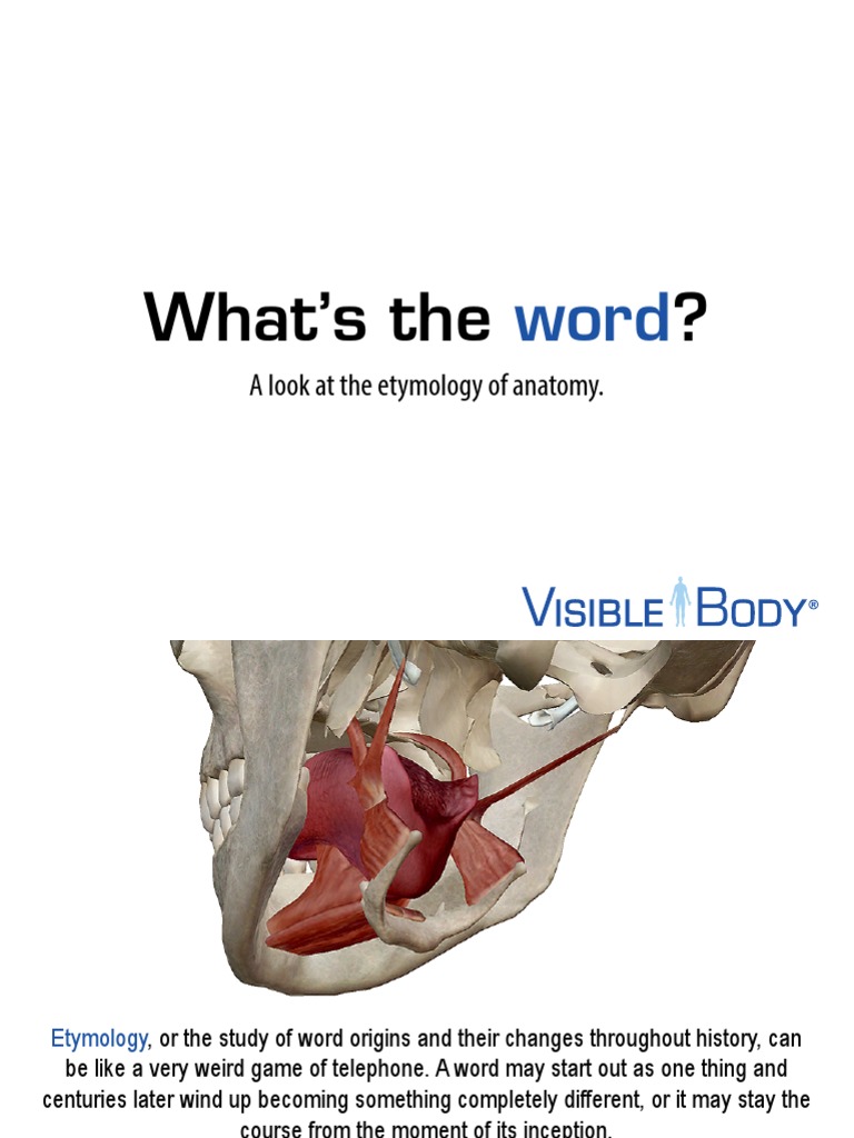 Etymology of Anatomy Terms | PDF | Human Anatomy | Linguistics