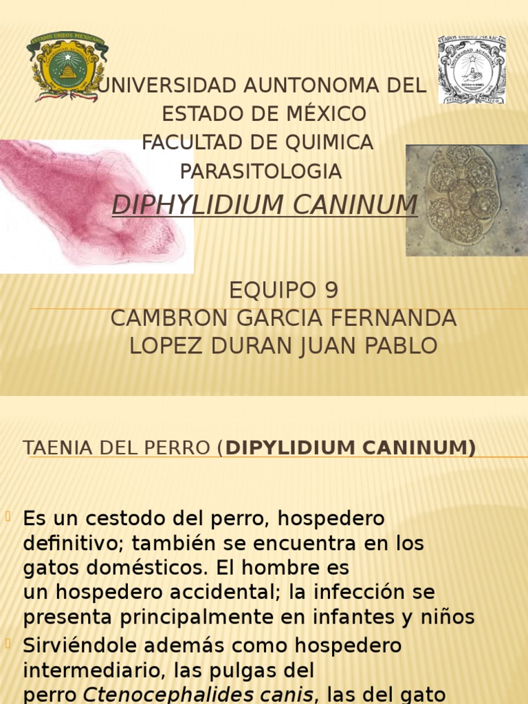 Dipylidium caninum: Morfología, ciclo de vida, patogenia y tratamiento ...
