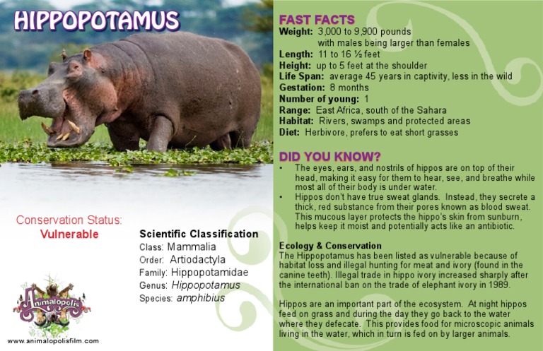 Hippopotamus: Facts & Conservation Status | PDF