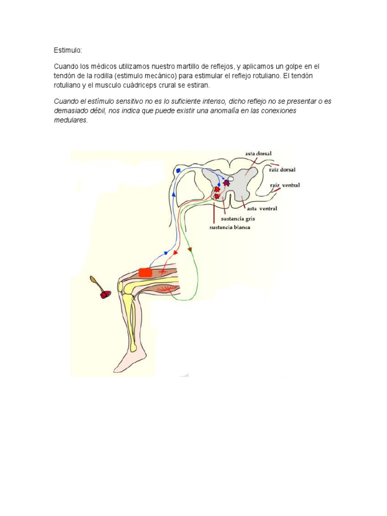 Estimulo de Reflejo Rotuliano | PDF
