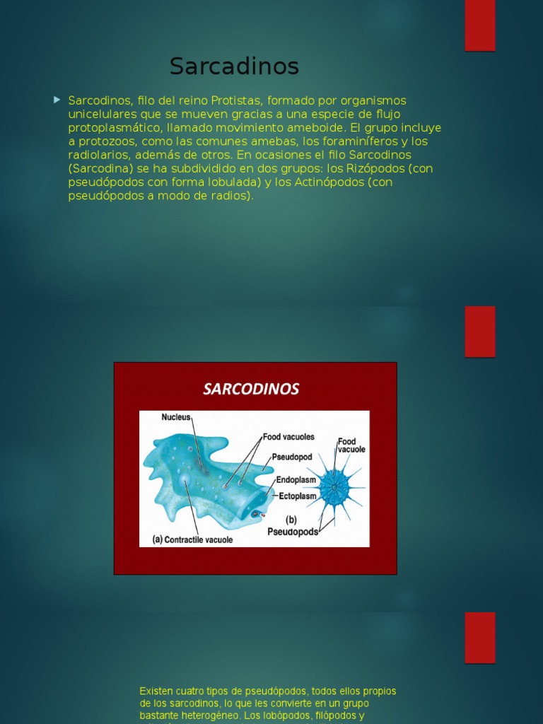 Sarcodinos y Amebas: Protistas en Movimiento | PDF | Organismos ...