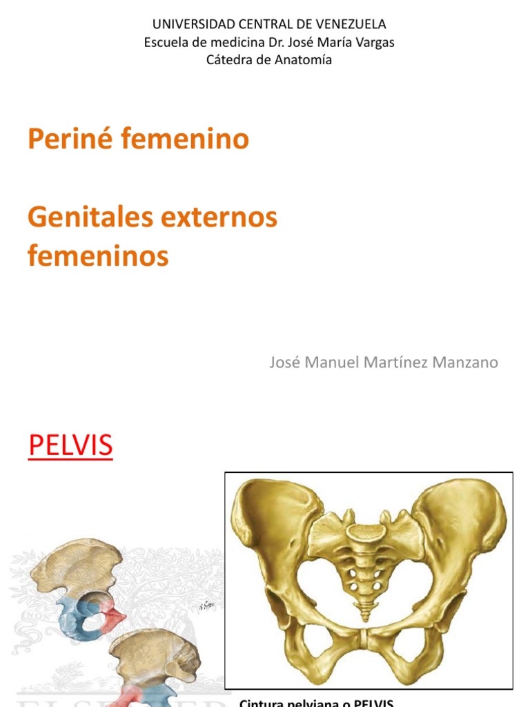 Clase Perine Femenino y Genitales Externos | Pelvis | Anatomia animal