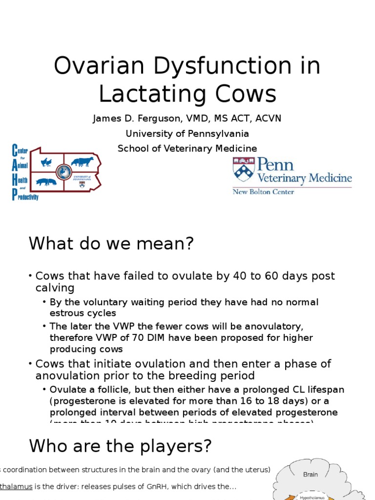 Ovarian Dysfunction in Dairy Cows | Luteinizing Hormone | Menstrual Cycle