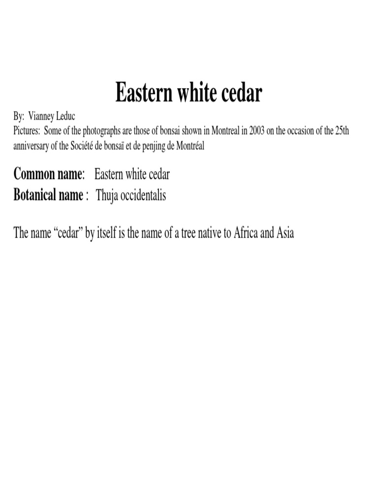 Eastern White Cedar | PDF | Trees | Horticulture And Gardening
