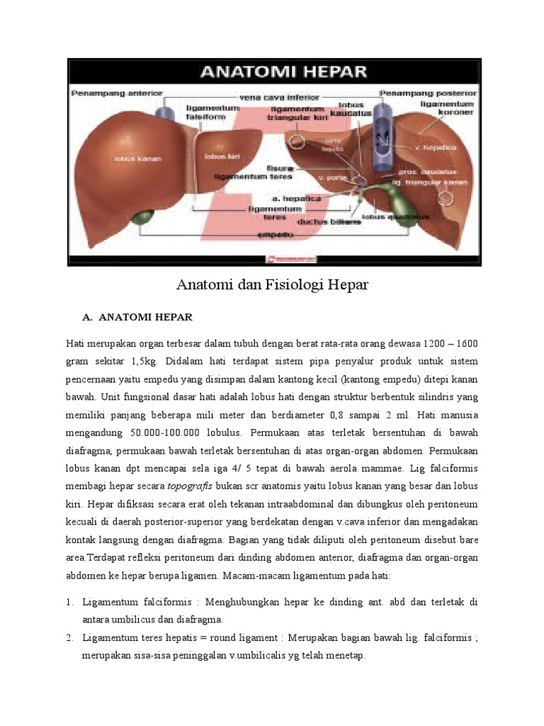 Anatomi Dan Fisiologi Hepar | PDF