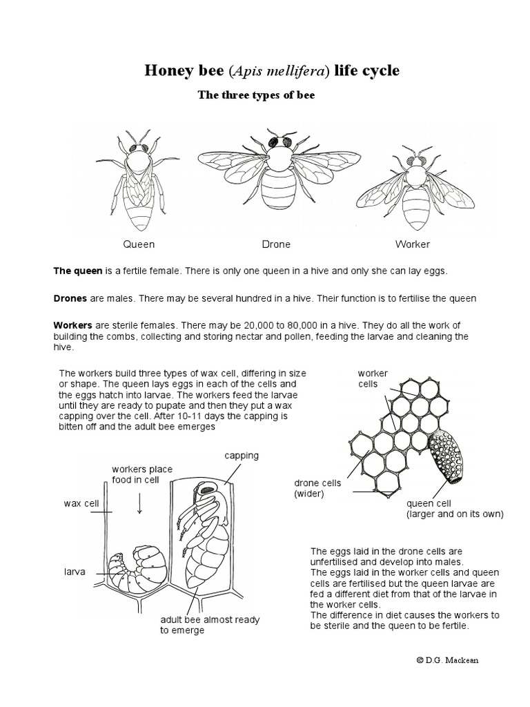 Honey Bee Life Cycle | PDF