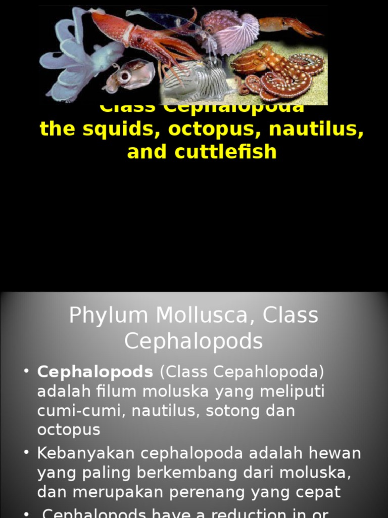Phylum Mollusca - Class Cephalopoda | PDF | Mollusca | Molluscs