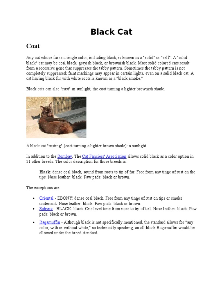 Black Cat | PDF | Domesticated Animals
