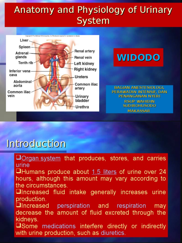 Anatomi Dan Fisiologi Perkemihan | PDF | Renal Function | Chronic ...