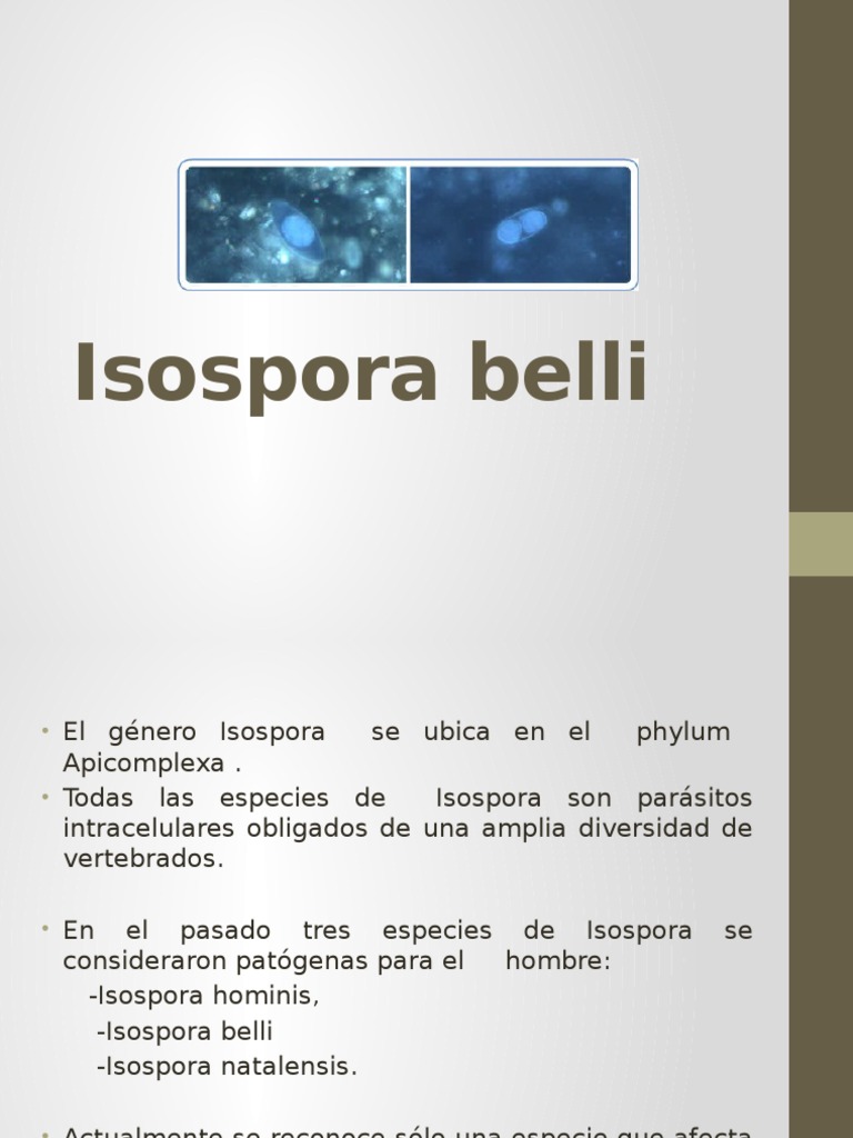 Isospora Belli | PDF | Heces | Microbiología