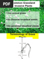 Weed Identification Guide | PDF | Clover | Leaf
