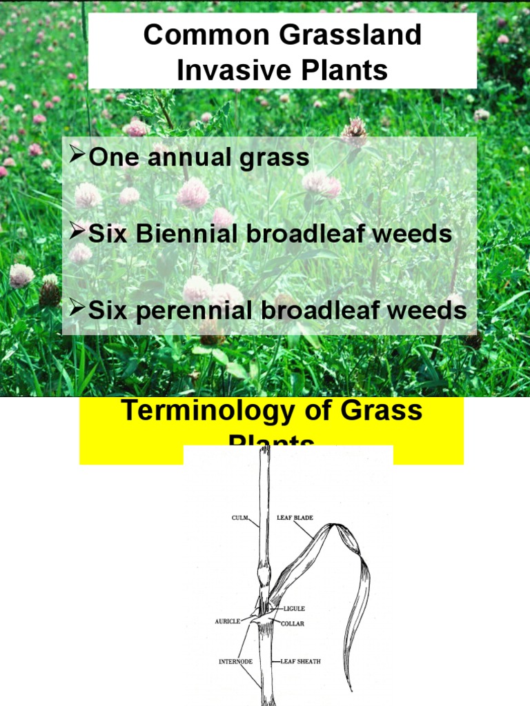 Common Grassland Invasive Plants: One Annual Grass Six Biennial ...